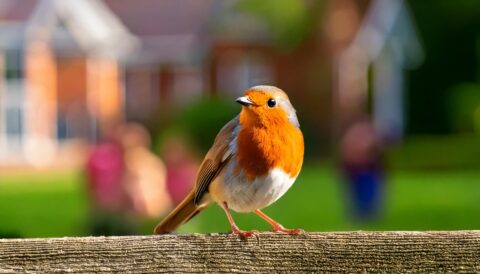 The RSPB's Big Schools' Birdwatch - Filton Avenue Nursery School and ...