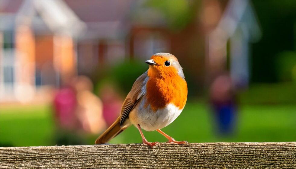 The RSPB's Big Schools' Birdwatch - Filton Avenue Nursery School and ...